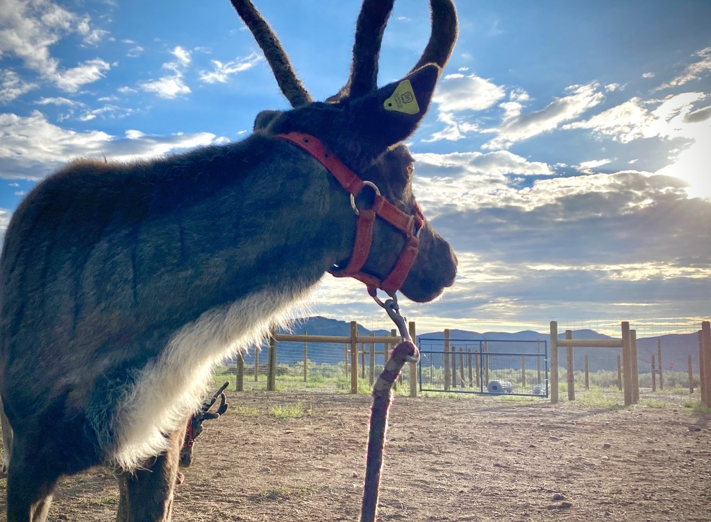 Bulls – sawtooth reindeer
