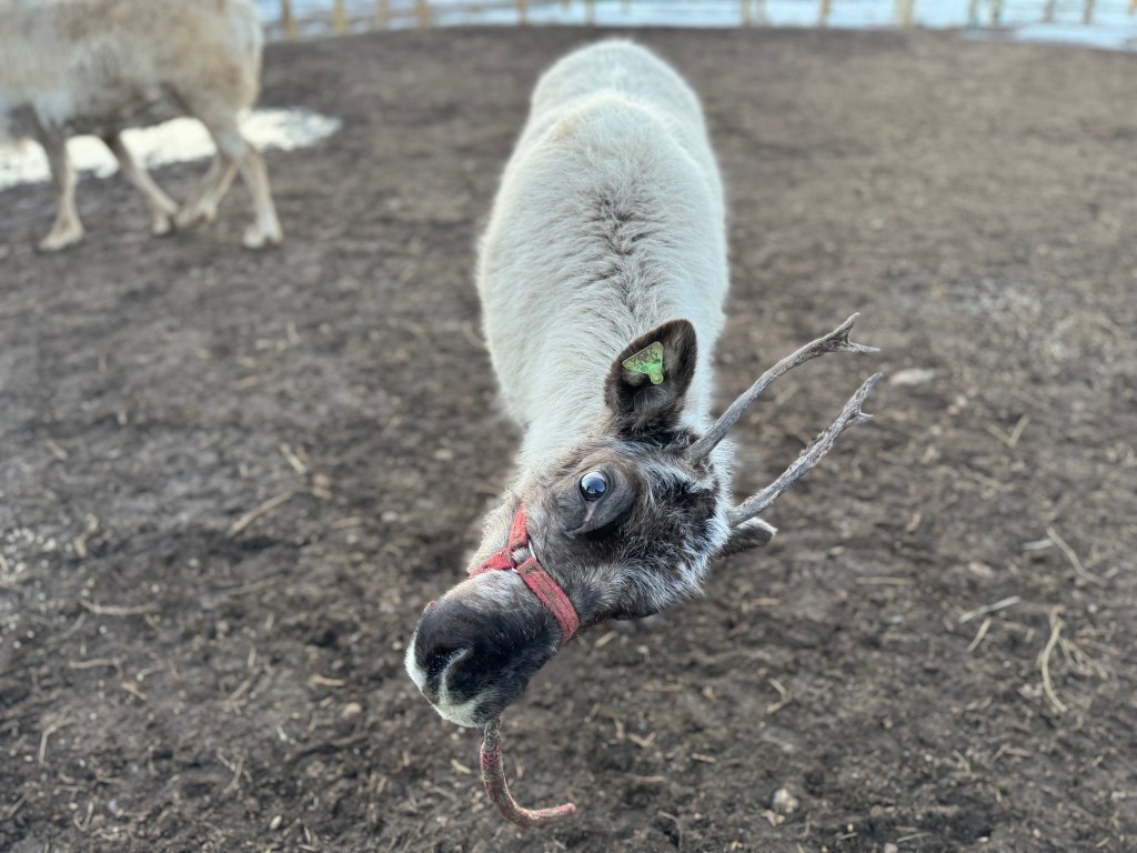 THE REINDEER EXPRESS – #1 – sawtooth reindeer